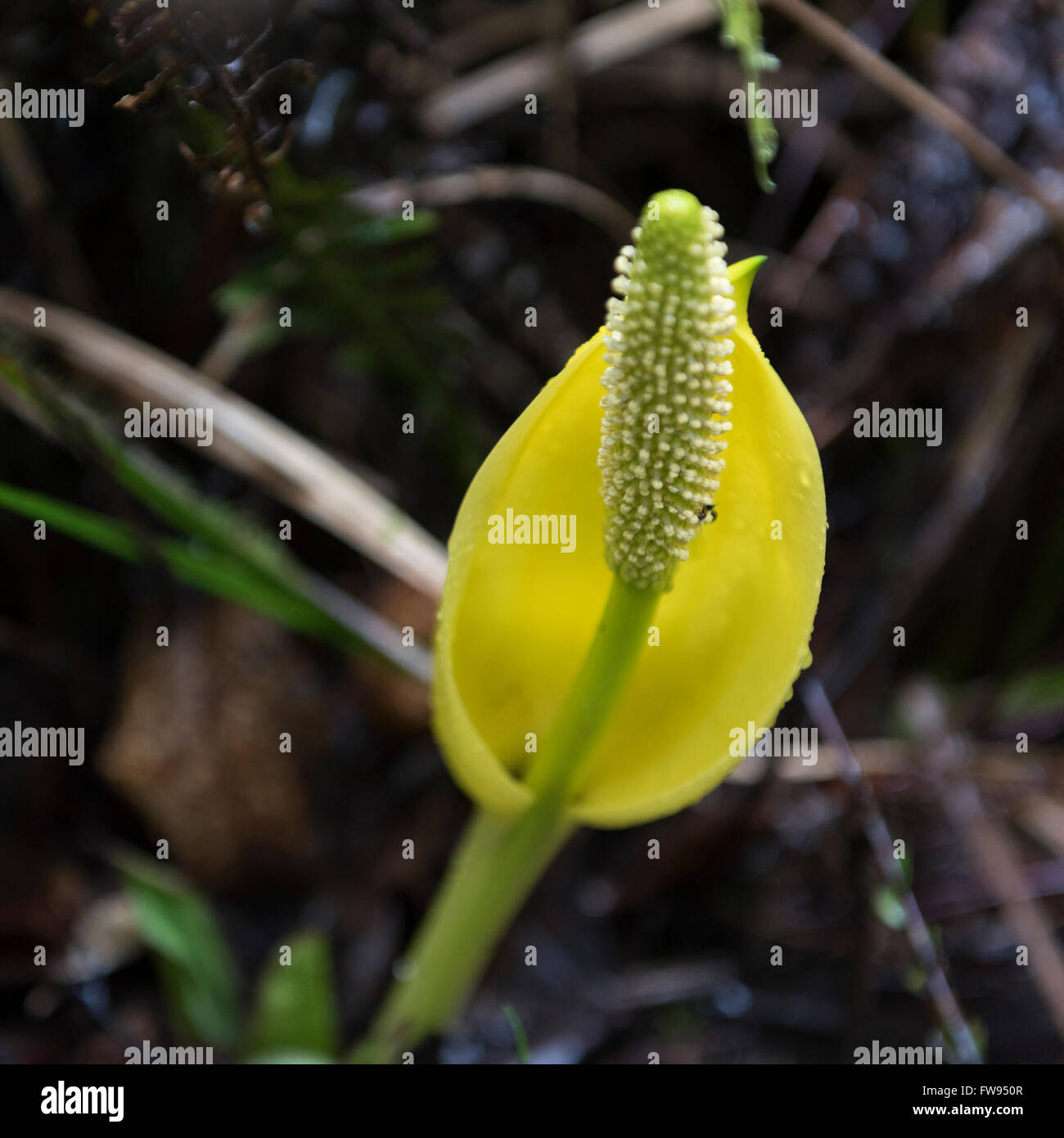 Close-up of a flower, Pacific Rim National Park Reserve, Ucluelet ...
