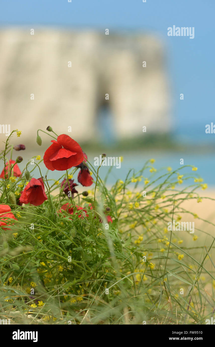 White cliffs at Kingsgate beach. Broadstairs. Kent. England. UK. Europe ...
