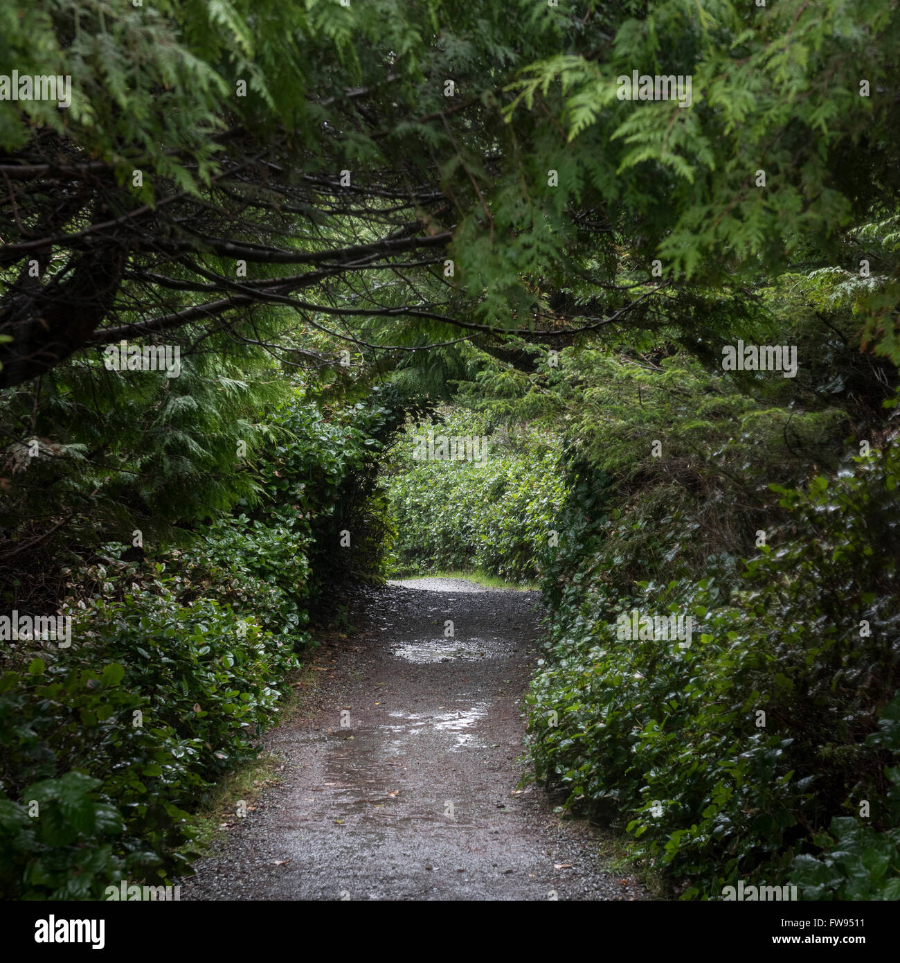 Walkway passing through forest, Wild Pacific Trail, Pacific Rim ...