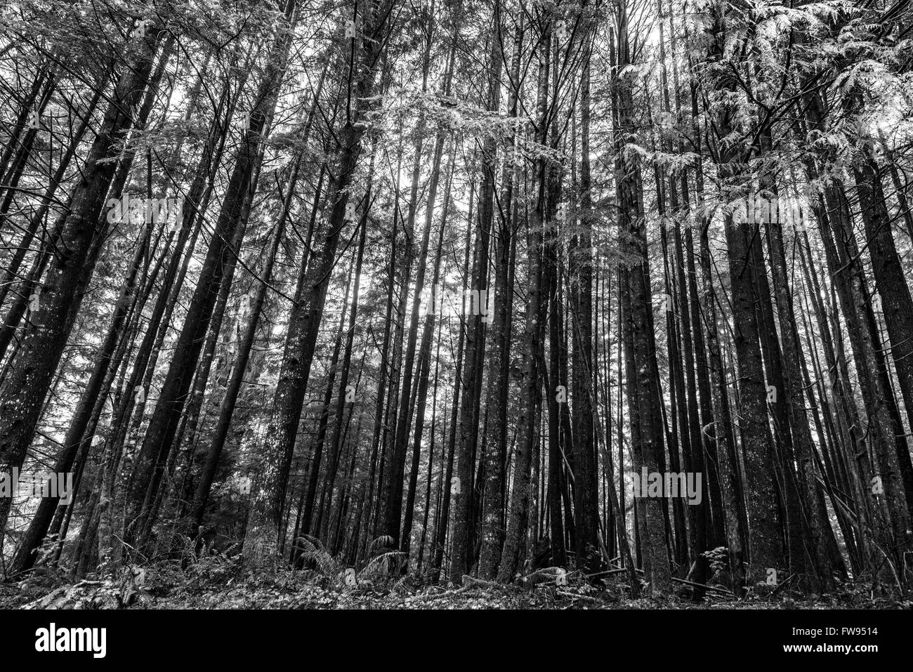 Trees in a Forest, Pacific Rim National Park Reserve, Vancouver Island ...