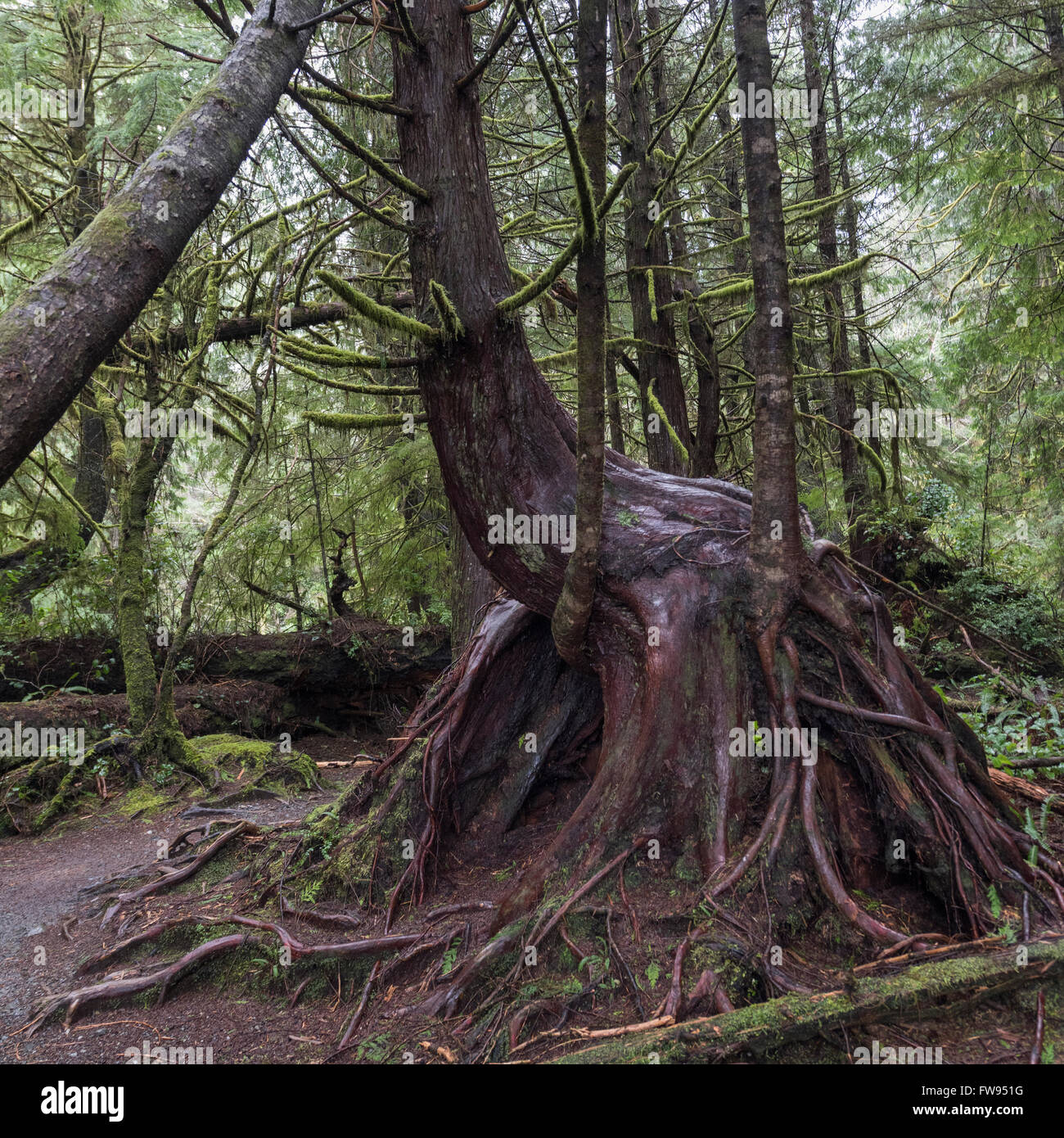 Trees in a forest, Pacific Rim National Park Reserve, British Columbia ...