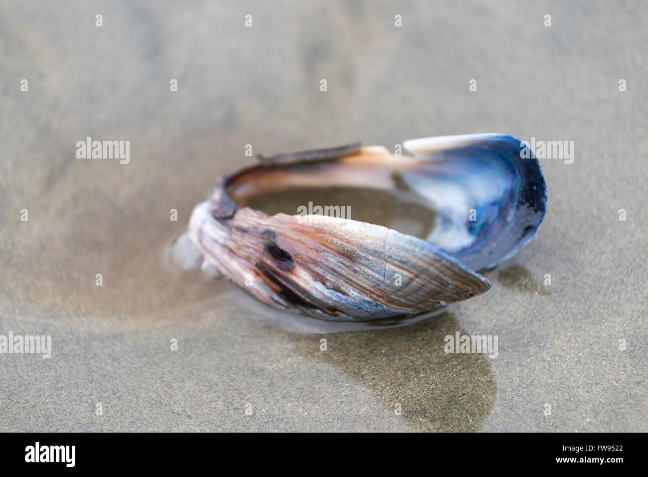Seashell on sand, Pacific Rim National Park Reserve, British Columbia ...