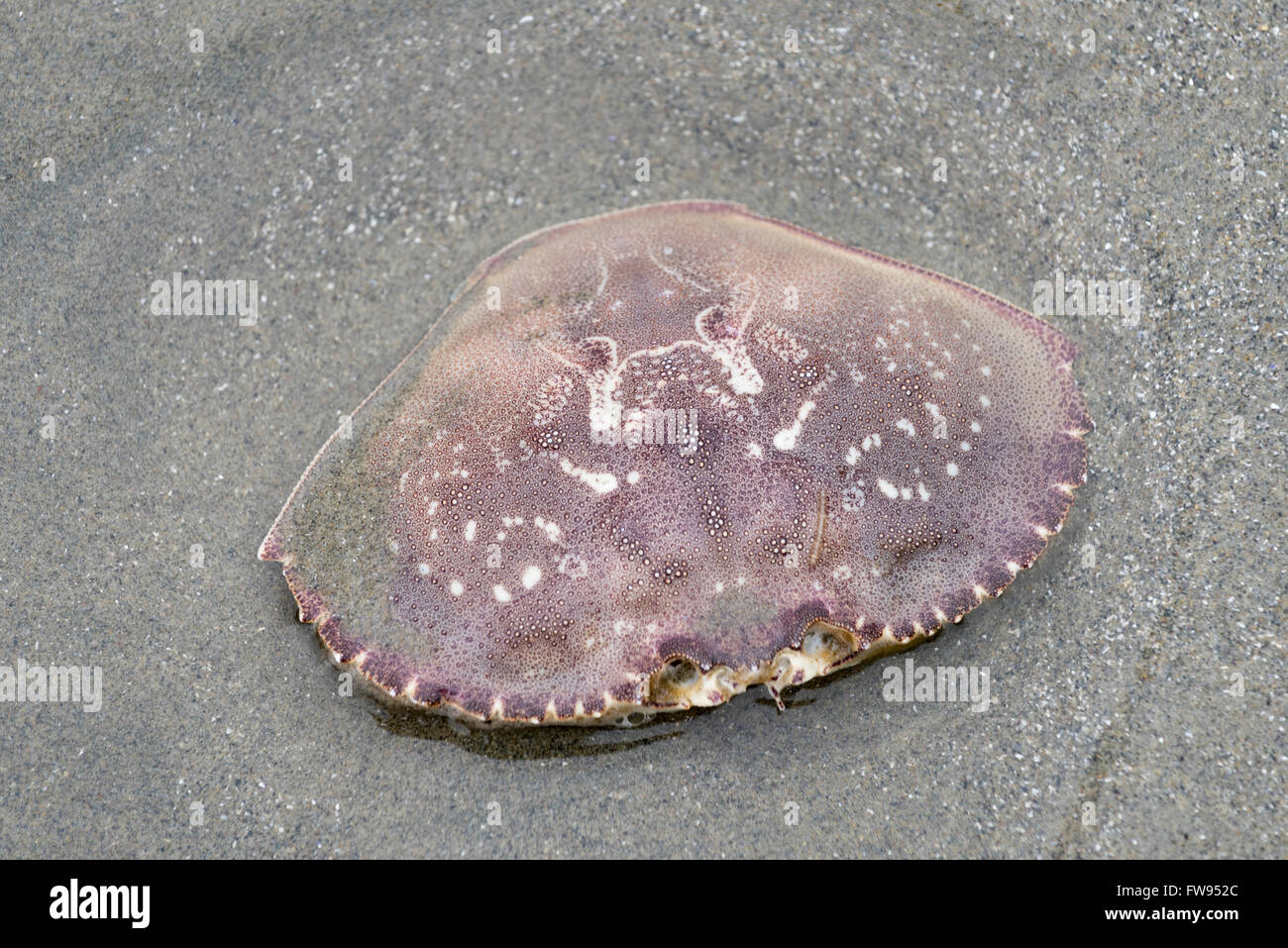 Seashell on sand, Pacific Rim National Park Reserve, British Columbia ...