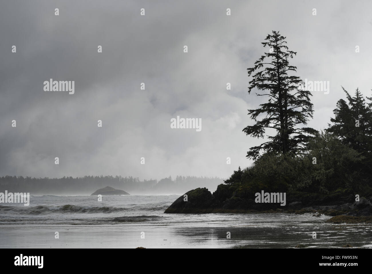 View of trees at coastline, Pacific Rim National Park Reserve, British ...