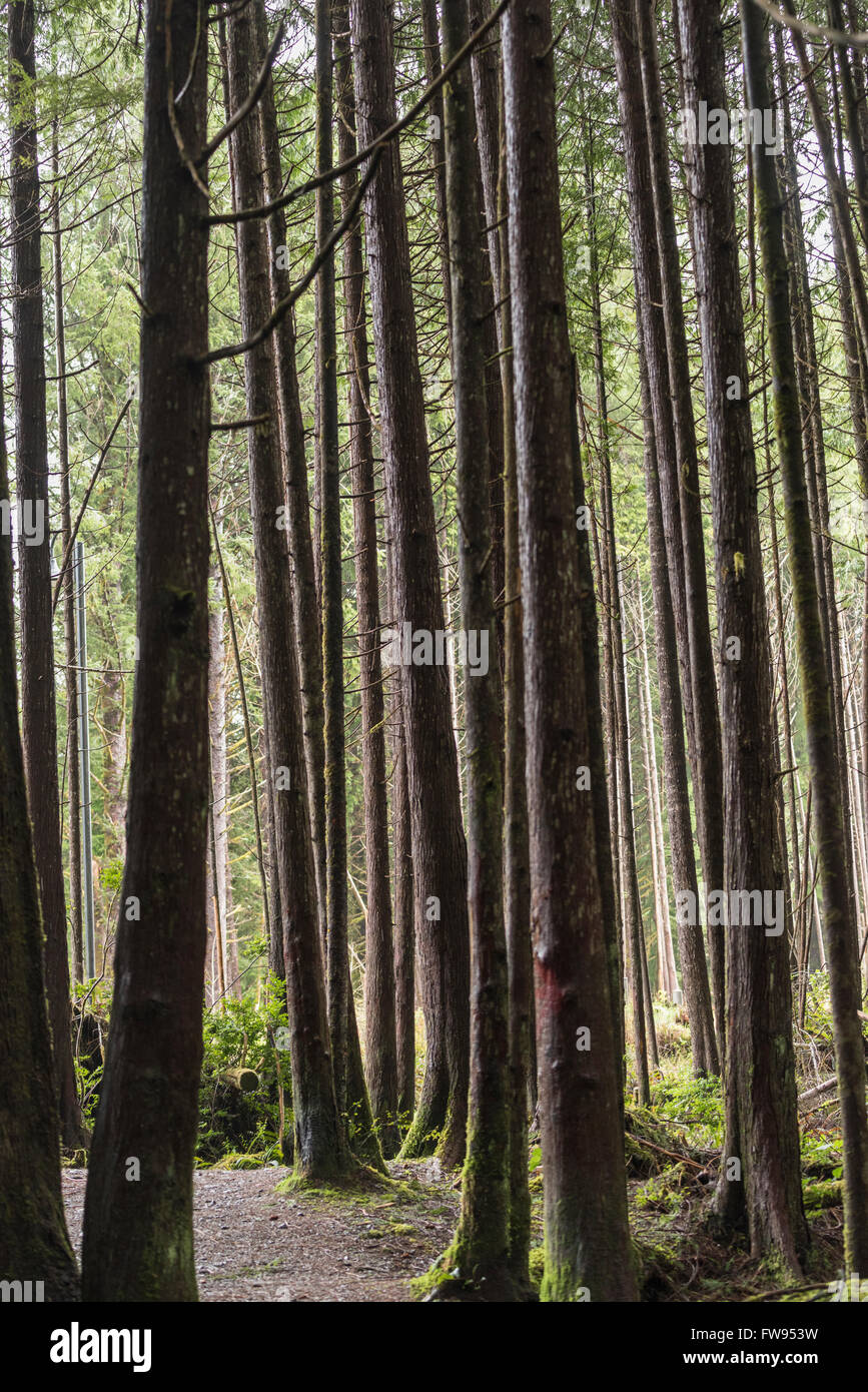 Trees in a forest, Pacific Rim National Park Reserve, British Columbia ...
