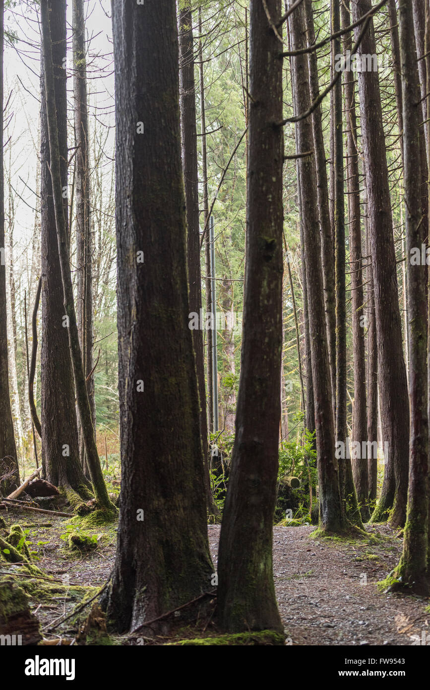 Trees in a forest, Pacific Rim National Park Reserve, British Columbia ...