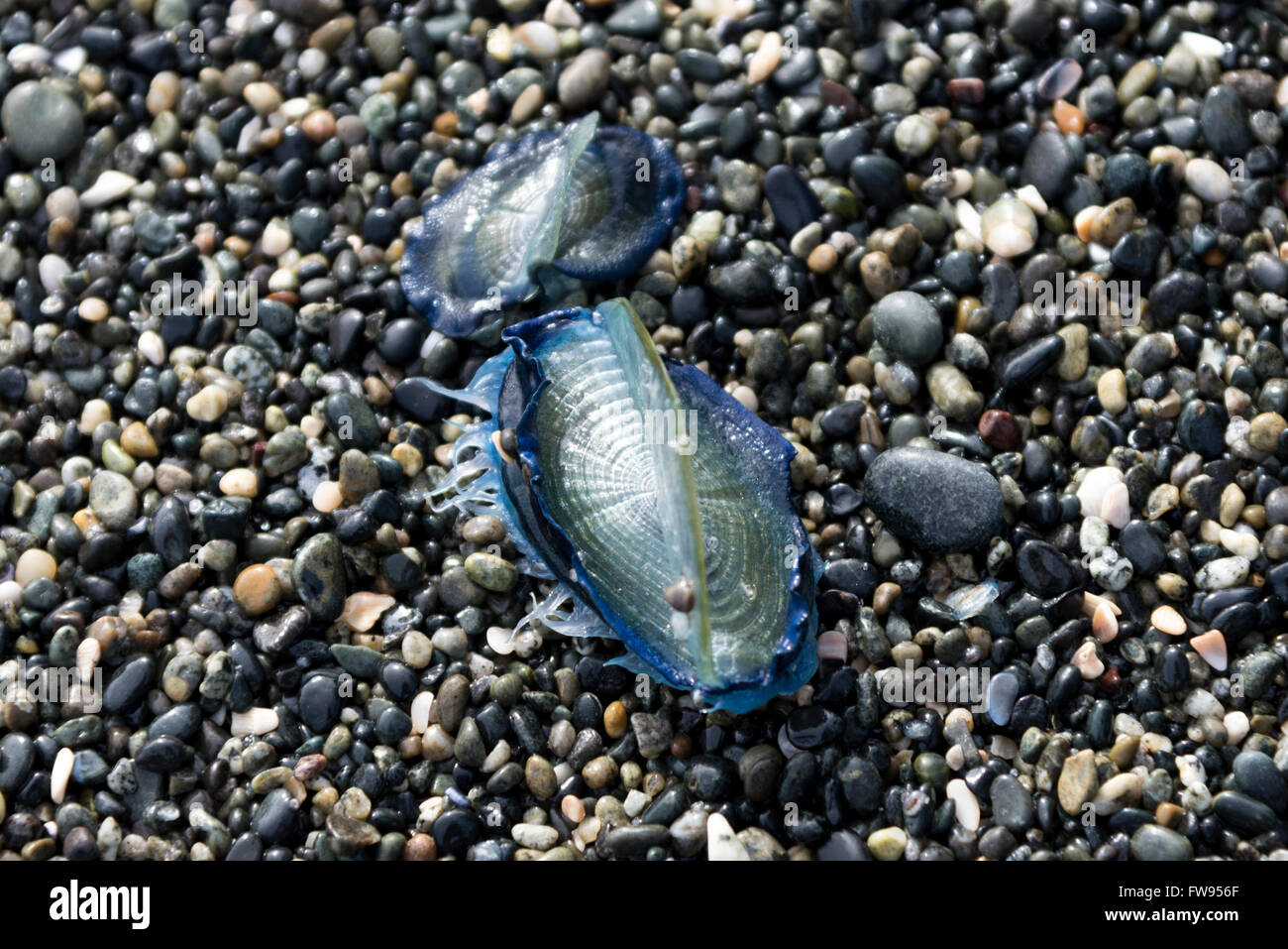 Seashell on pebbles, Pacific Rim National Park Reserve, Tofino ...