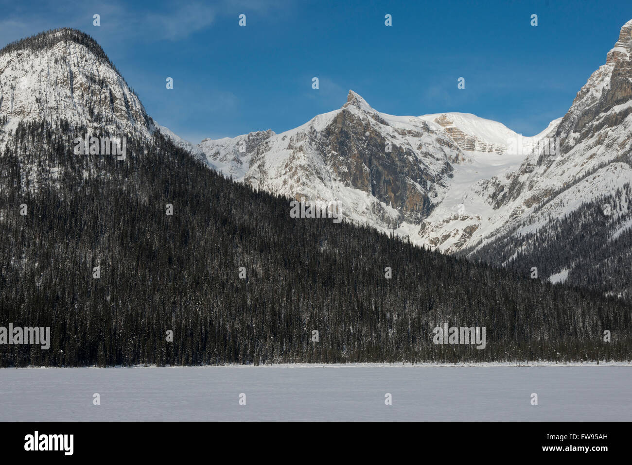 Snow covered trees with mountains in winter, Emerald Lake, Field ...