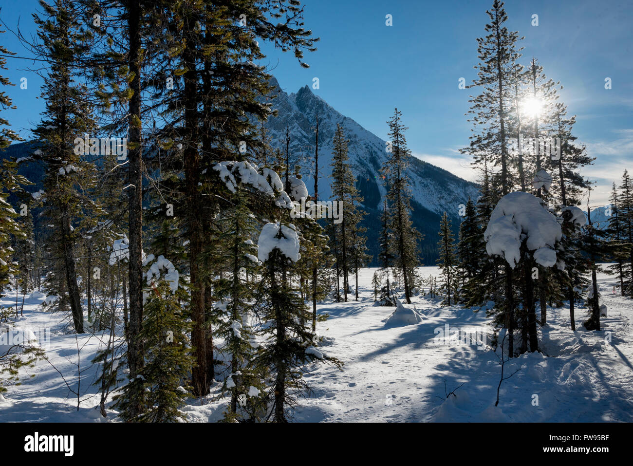 British columbia snow field trees hi-res stock photography and images ...