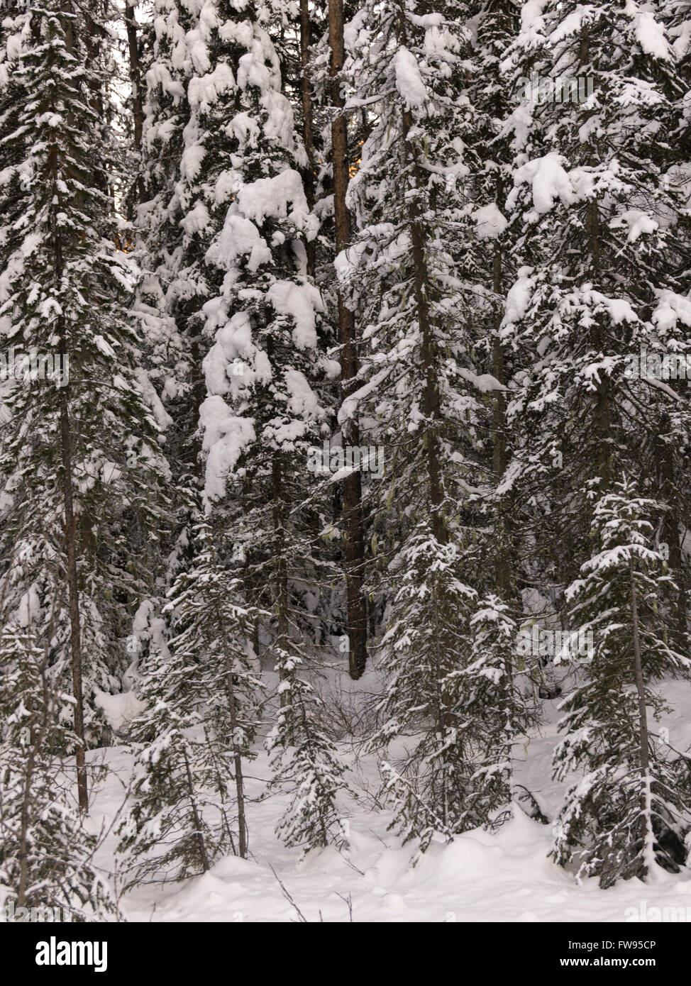 Snow covered evergreen trees in winter, Emerald Lake, Yoho National ...