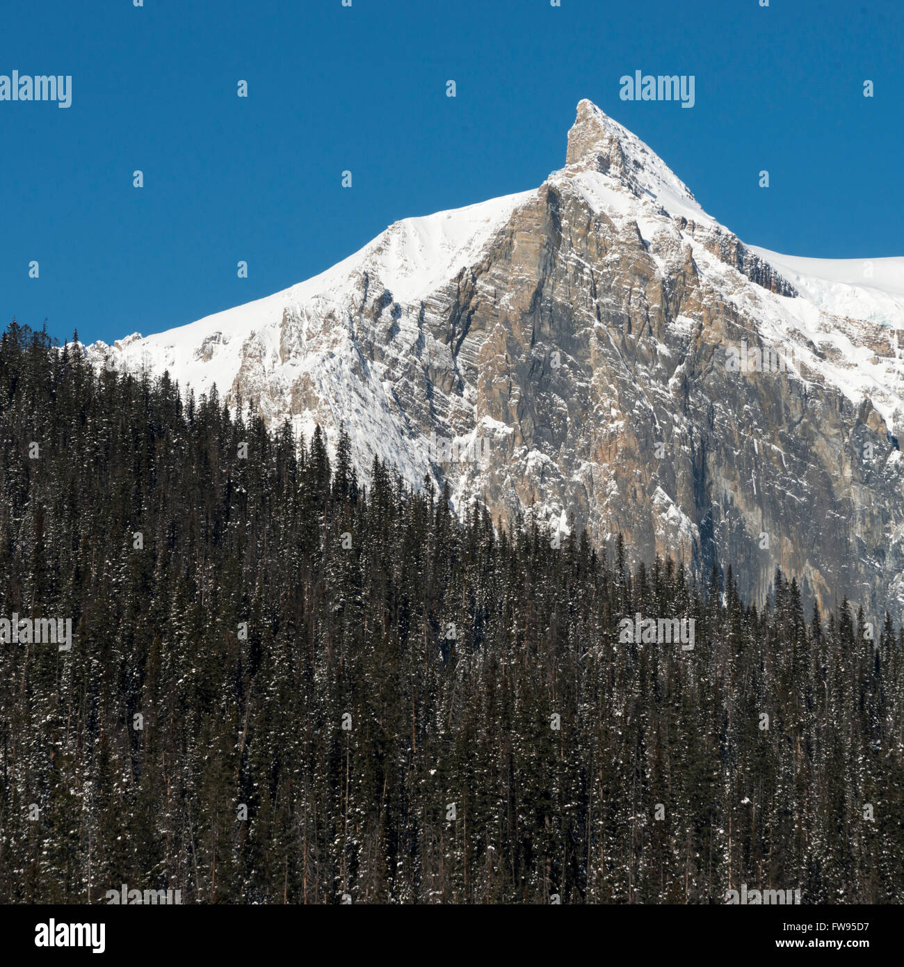 Snow covered trees with mountain in winter, Emerald Lake, Field ...