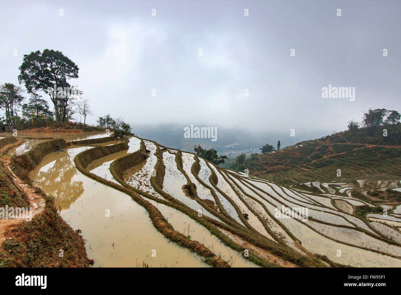 Rice terraces of Sapa, Vietnam Stock Photo - Alamy