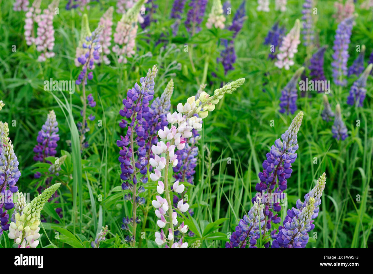 Nobody lupin hi-res stock photography and images - Alamy