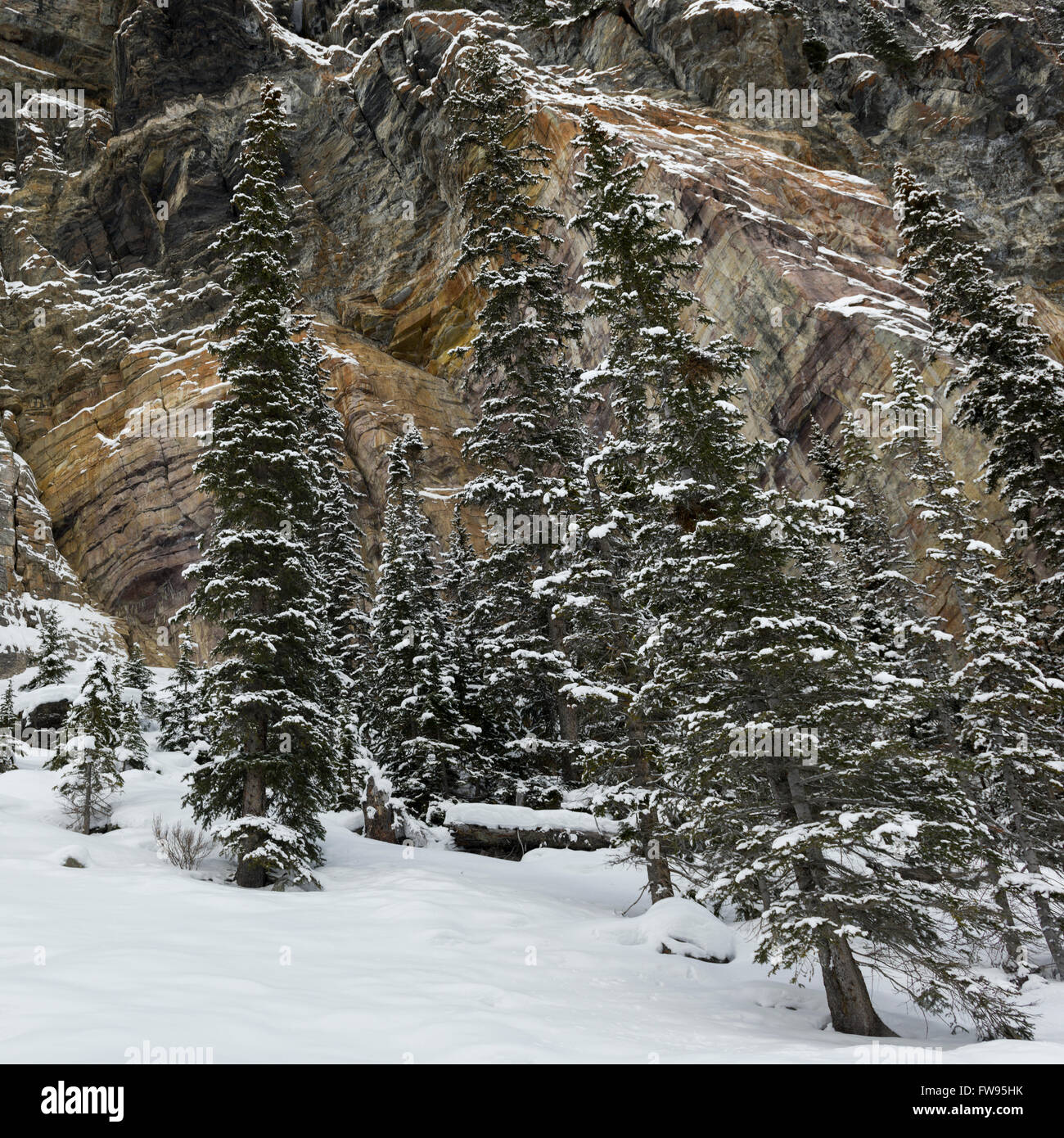 Snow covered trees, Lake Louise, Banff National Park, Alberta, Canada ...