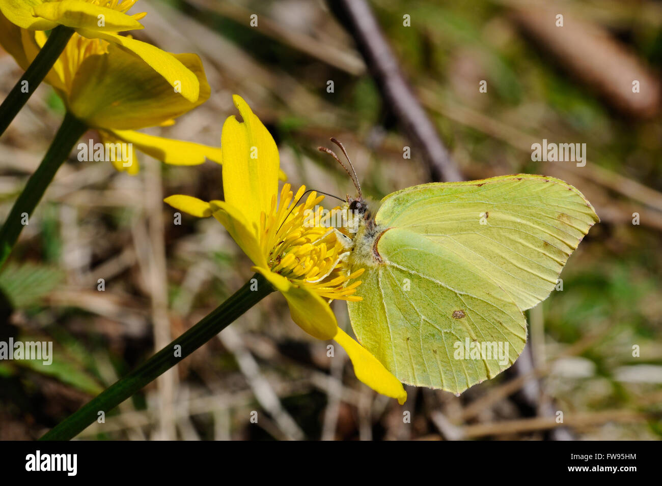 Brimstone butterfly (Gonepteryx rhamni powedery) is sitting on a marsh ...