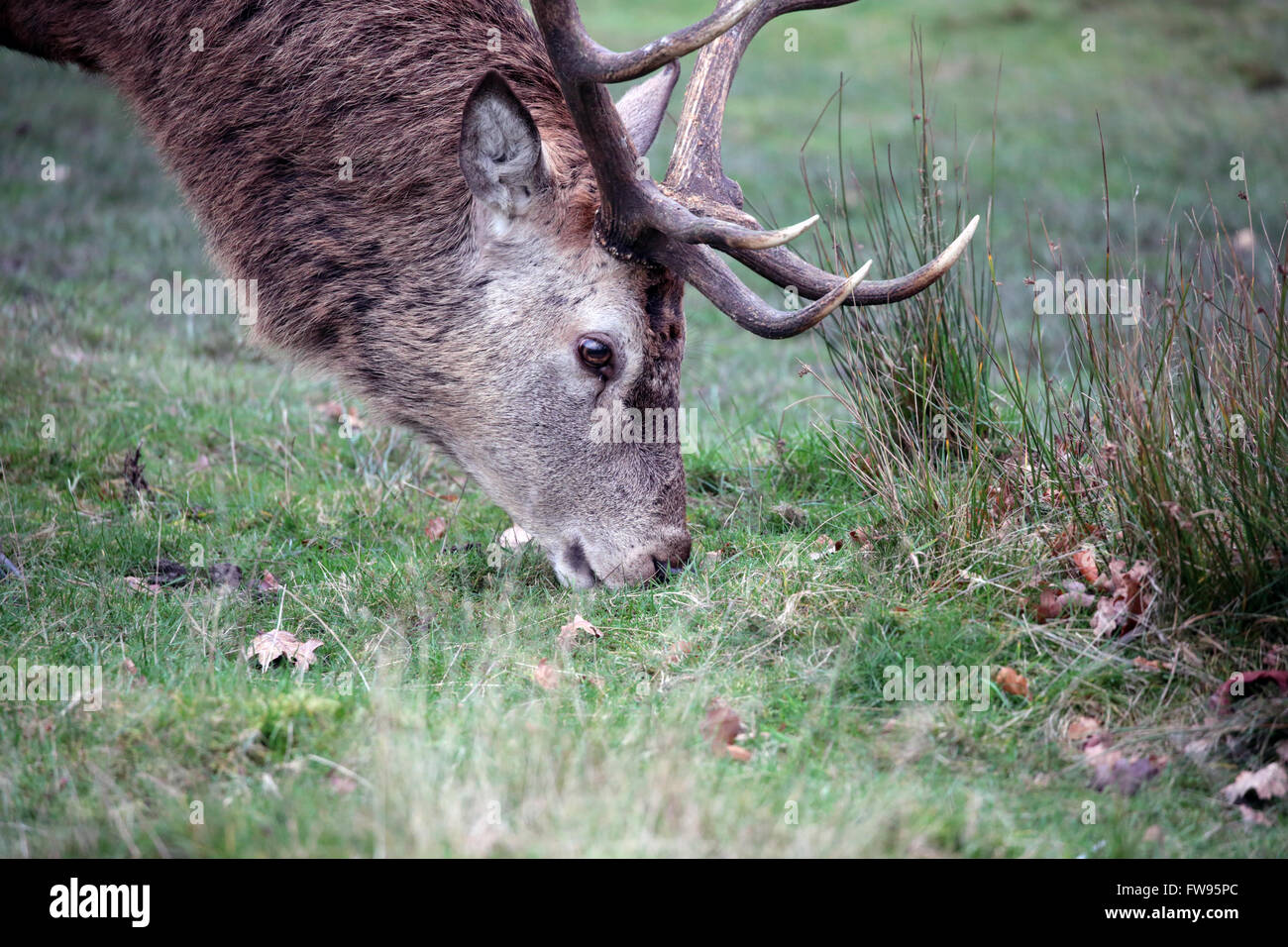 Wildlife animal tatton park hi-res stock photography and images - Alamy