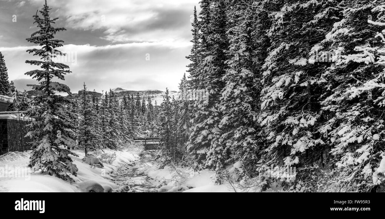 Stream going through forest of snow covered trees, Lake Louise, Banff ...