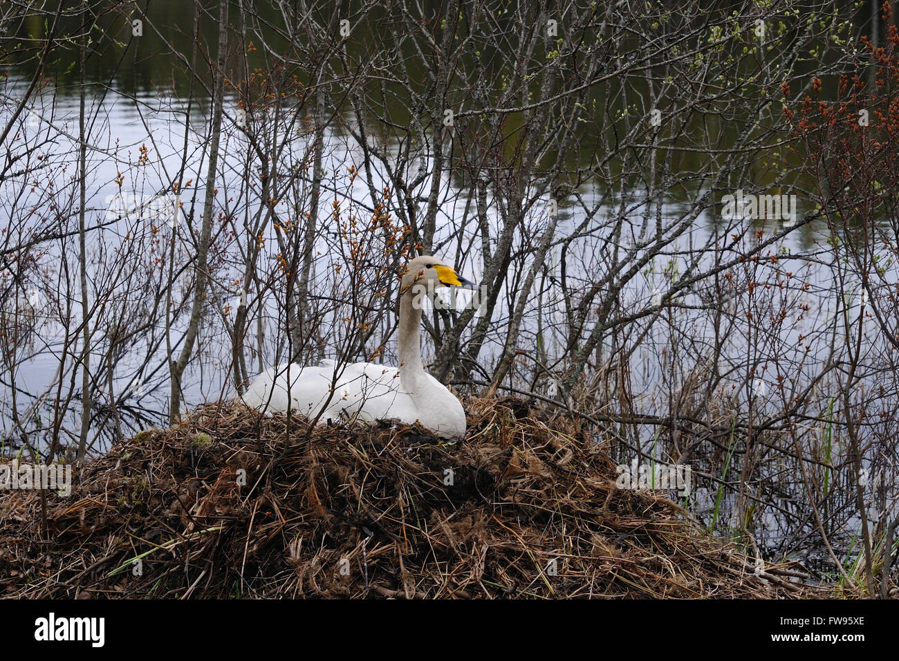 Whooper swan is sitting on a nest close to a small river, Puumala ...
