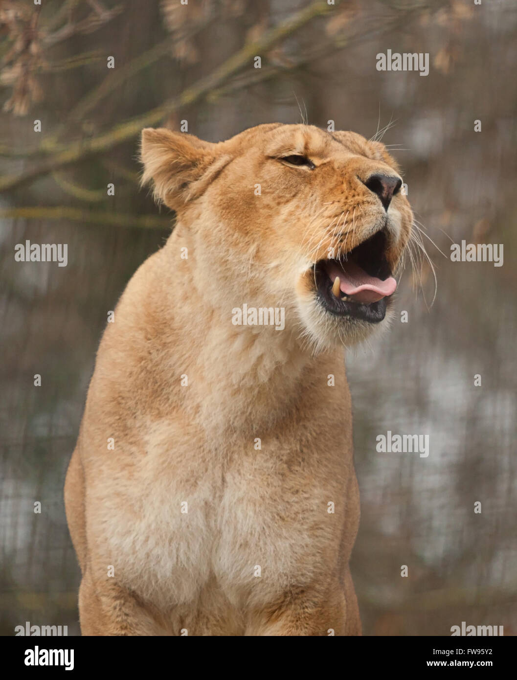Photo of a lion yawning hi-res stock photography and images - Alamy