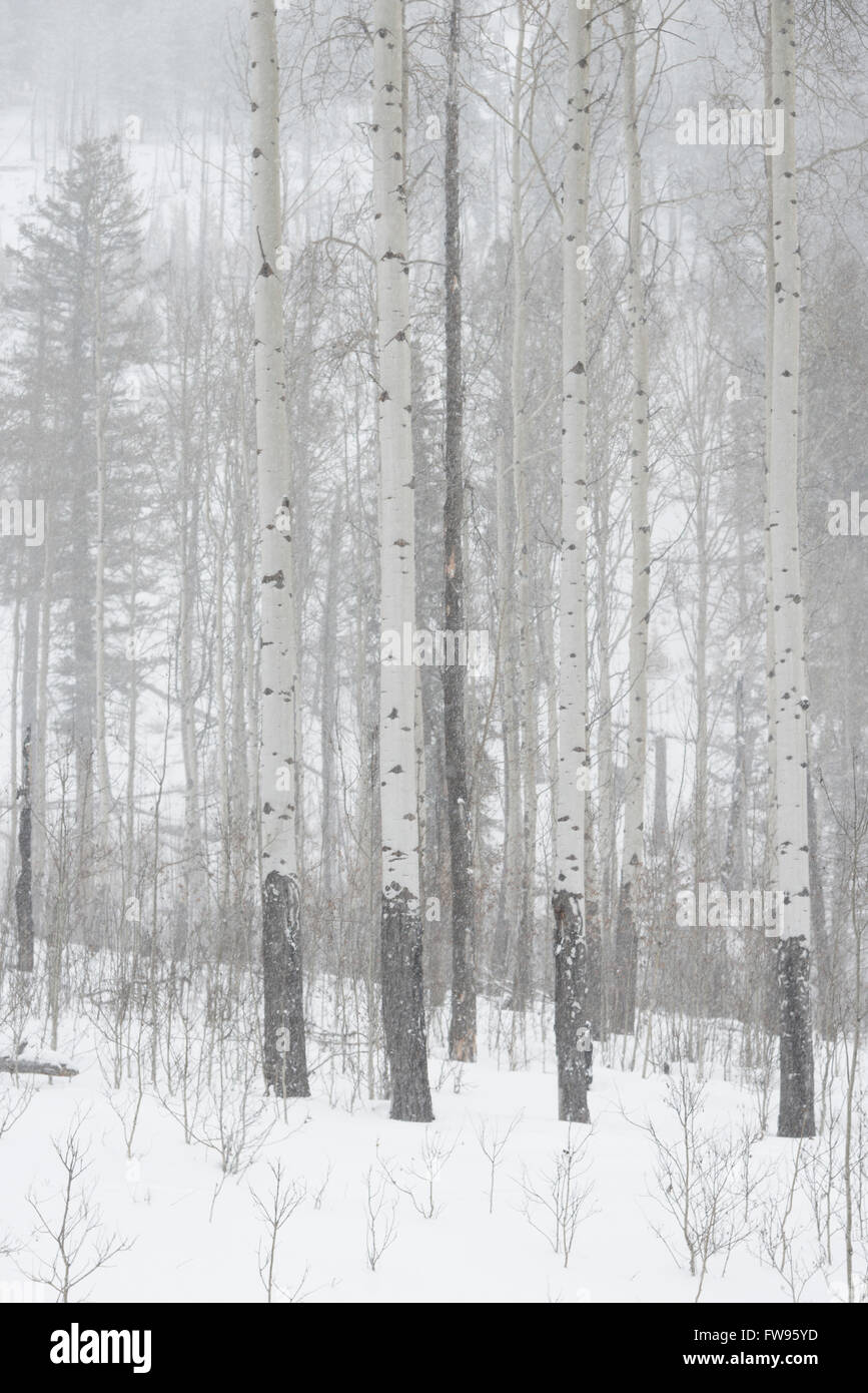 Snow covered trees in winter, Banff National Park, Alberta, Canada ...