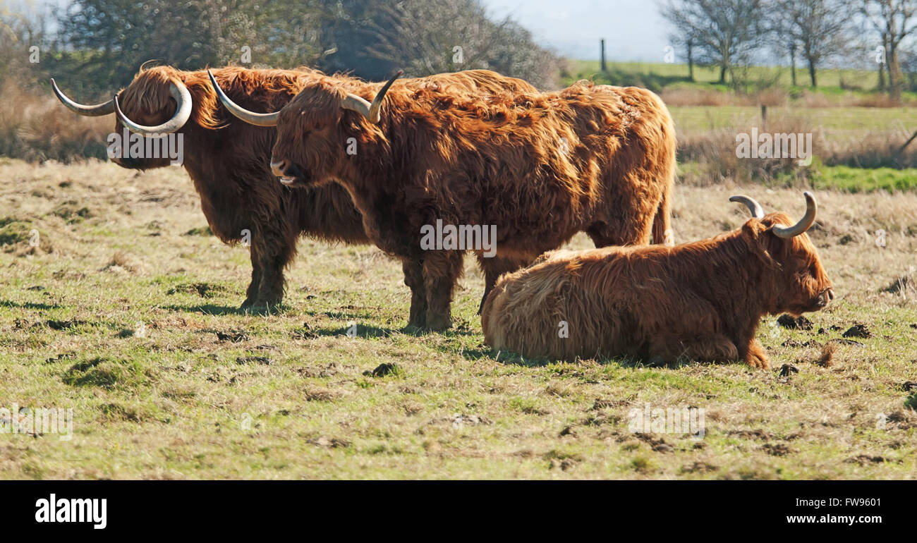 Cattle three hi-res stock photography and images - Alamy
