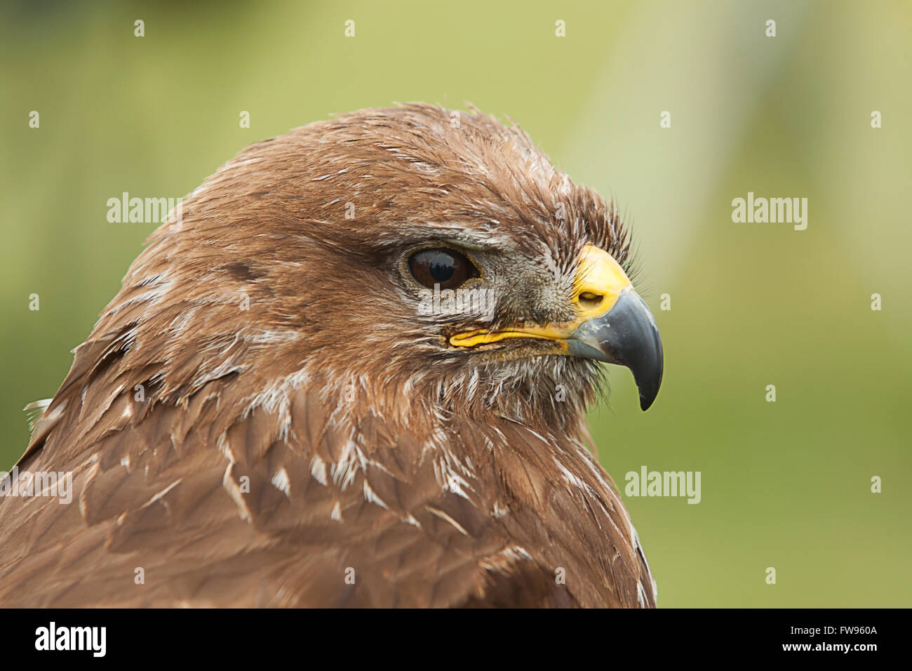 photo portrait of a Common Buzzard Stock Photo - Alamy