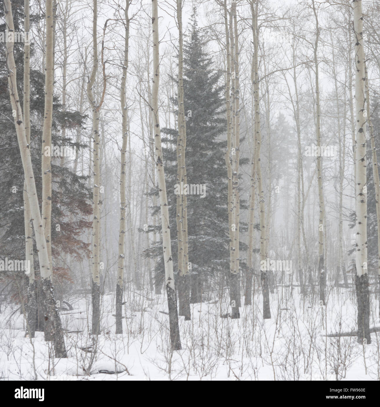 Snow covered trees in winter, Johnson Canyon, Banff National Park ...