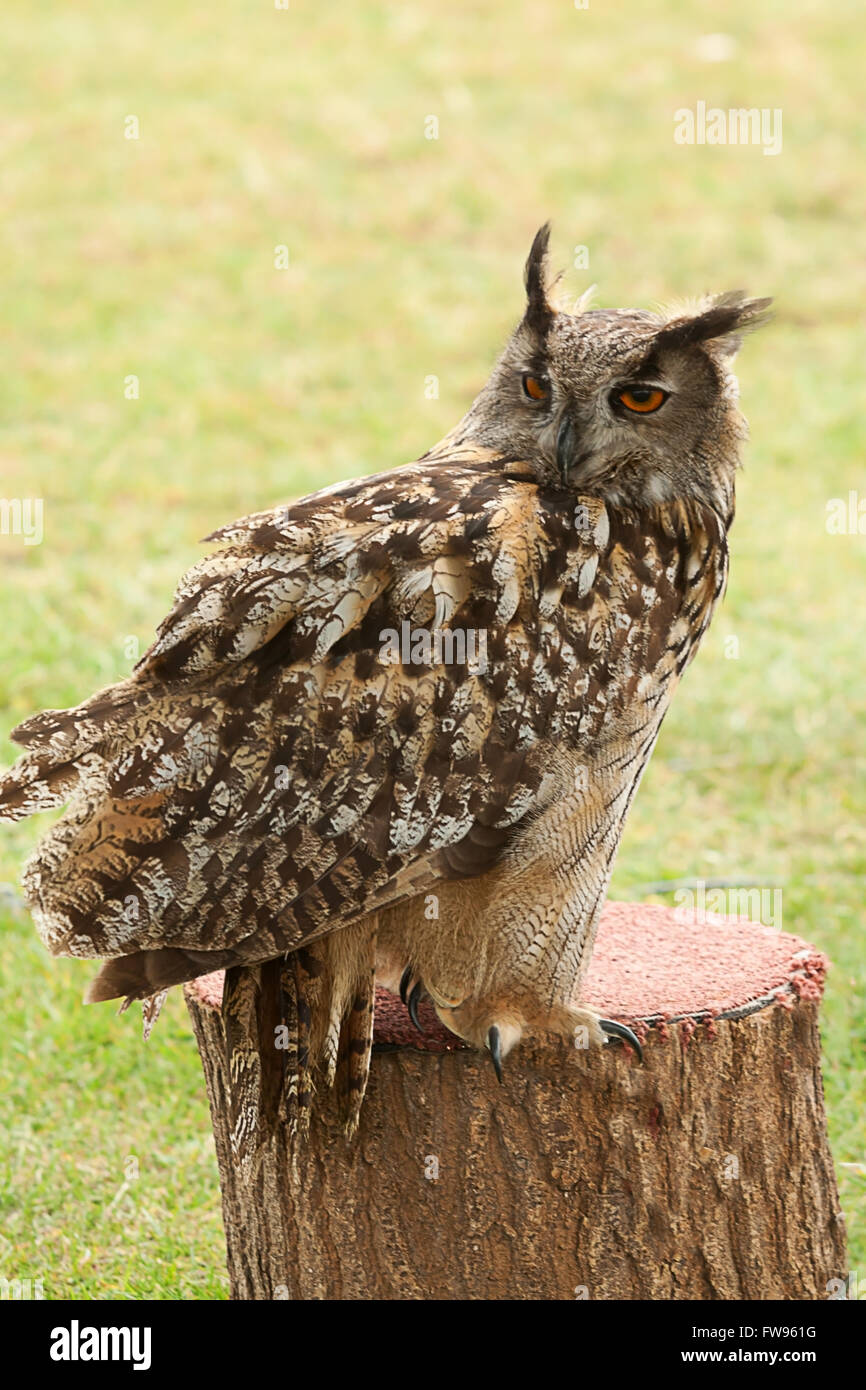 photo of an alert Eagle Owl Stock Photo - Alamy
