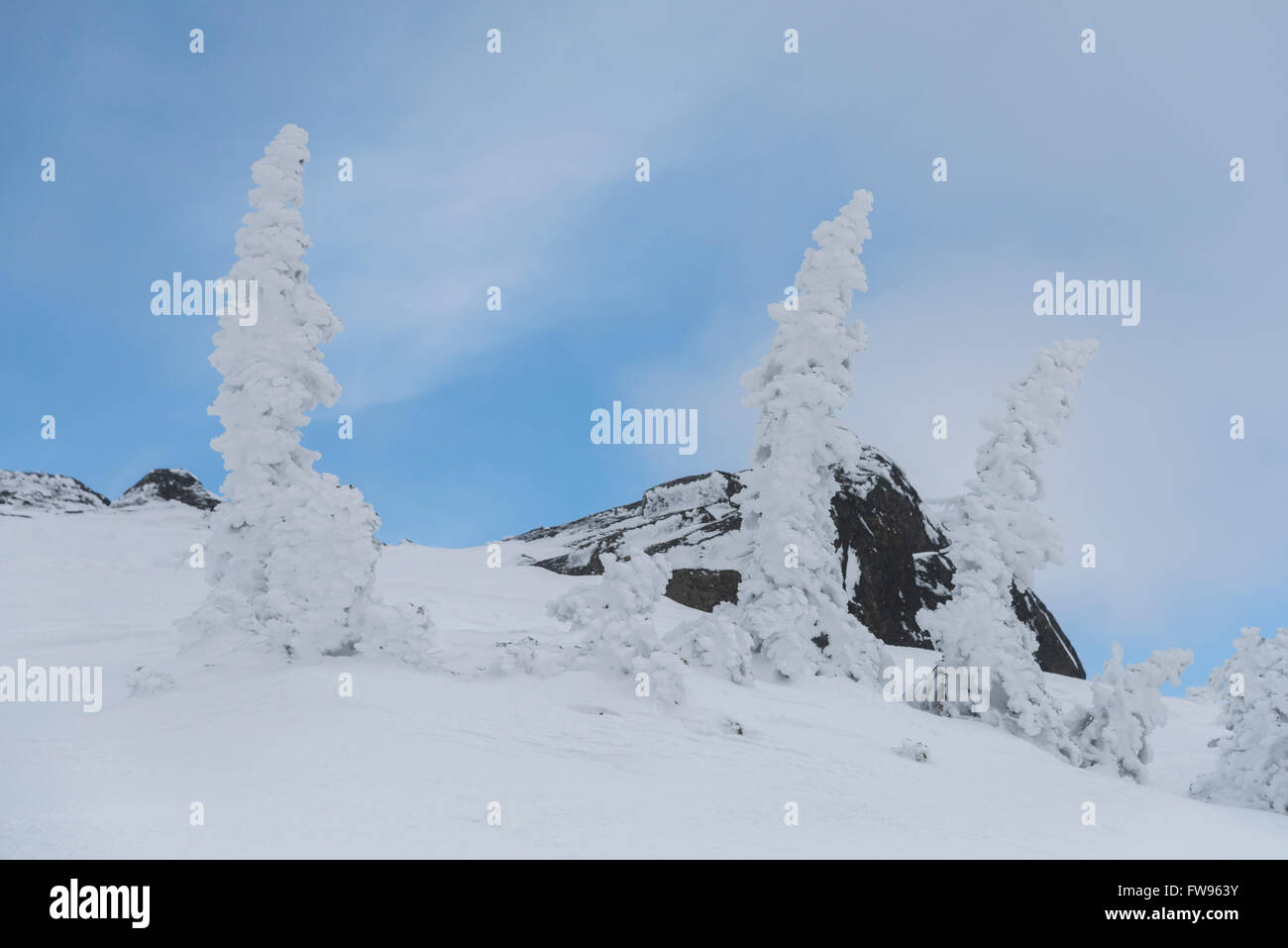 Frozen trees on snow covered mountain in winter, Whistler, British ...