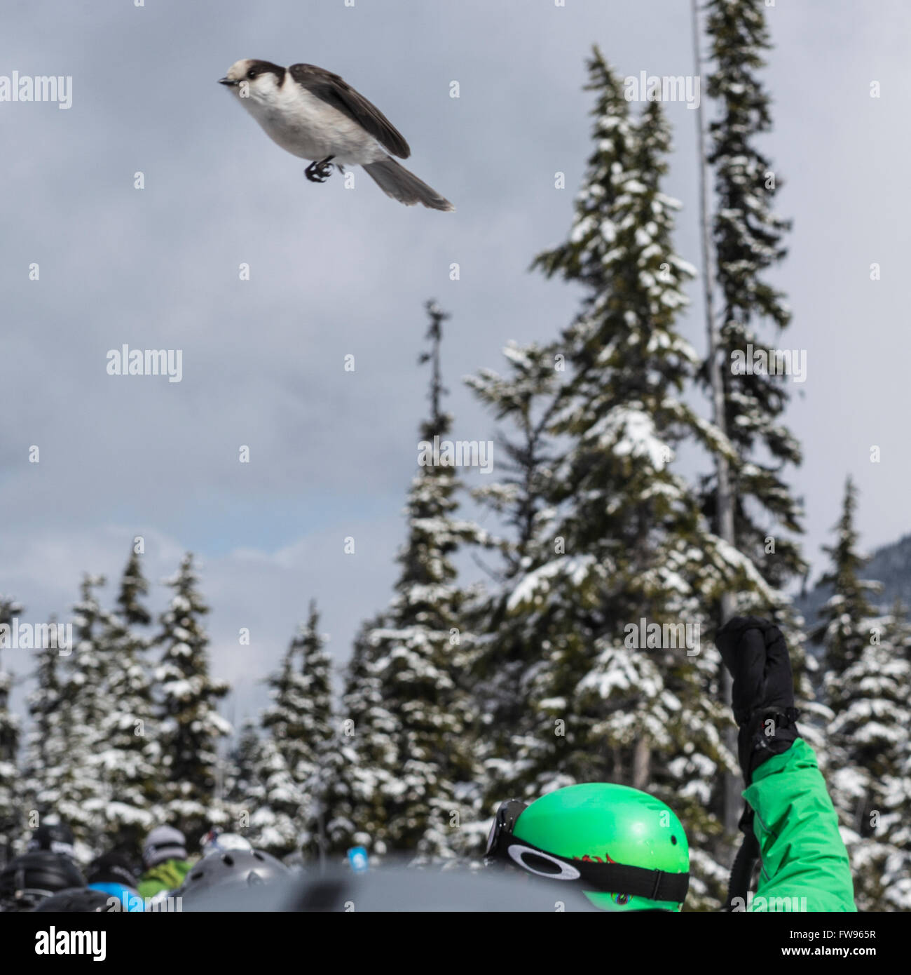 Bird flying over skier at ski resort, Whistler, British Columbia ...