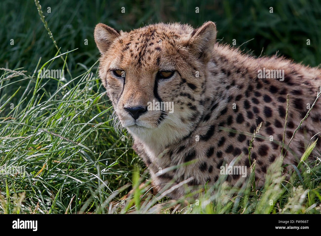 Resting adult cheetah Stock Photo - Alamy