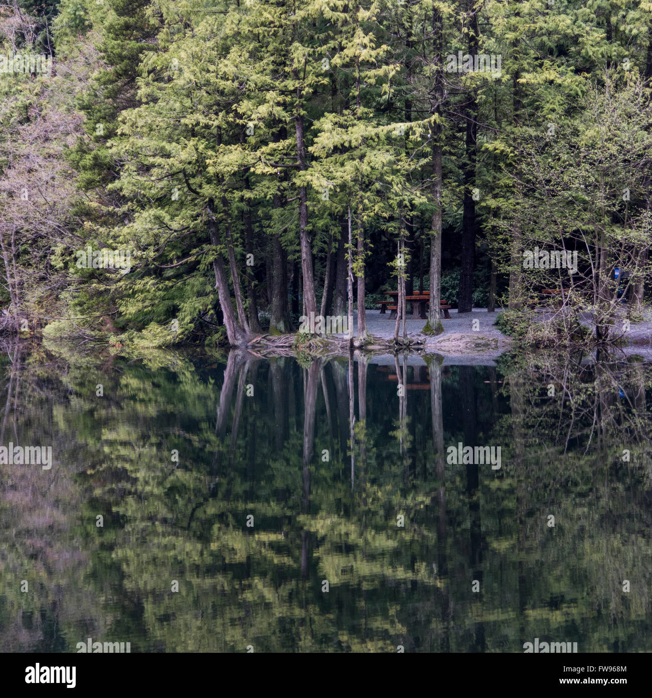 Reflection of forest tree line along a lake, Whistler, British Columbia ...
