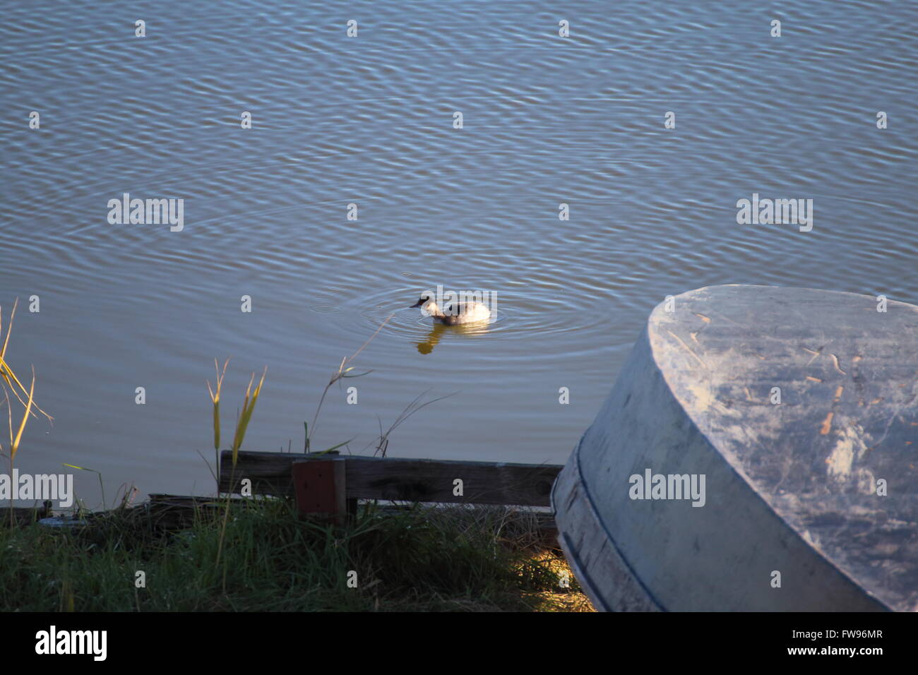Landscape at sunset of the swamp - the lagoon in the natural reserve ...