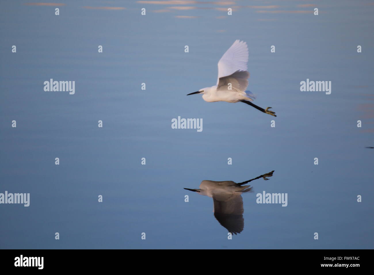 Landscape at sunset of the swamp - the lagoon in the natural reserve ...