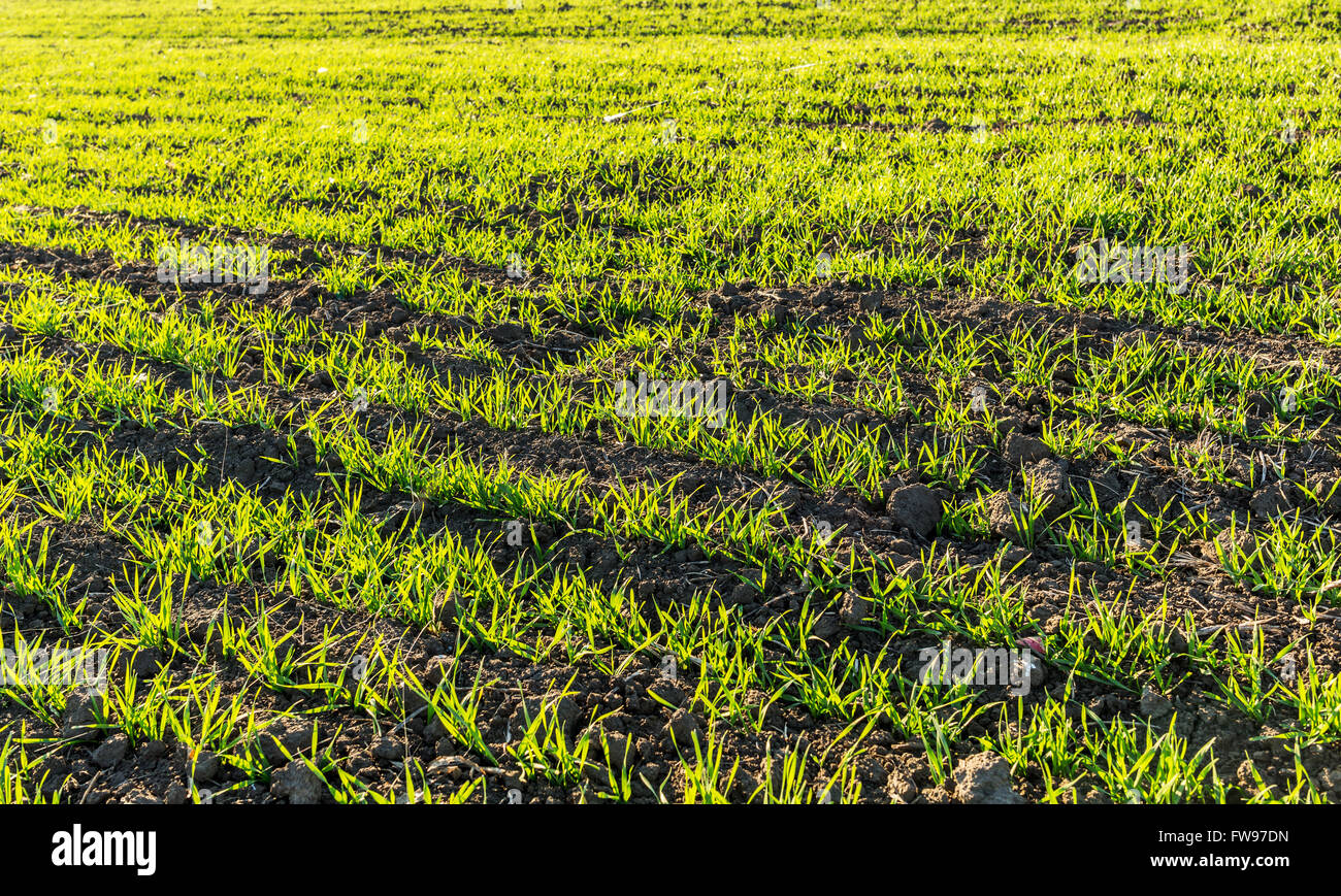 Green field of sprouting wheat Stock Photo - Alamy