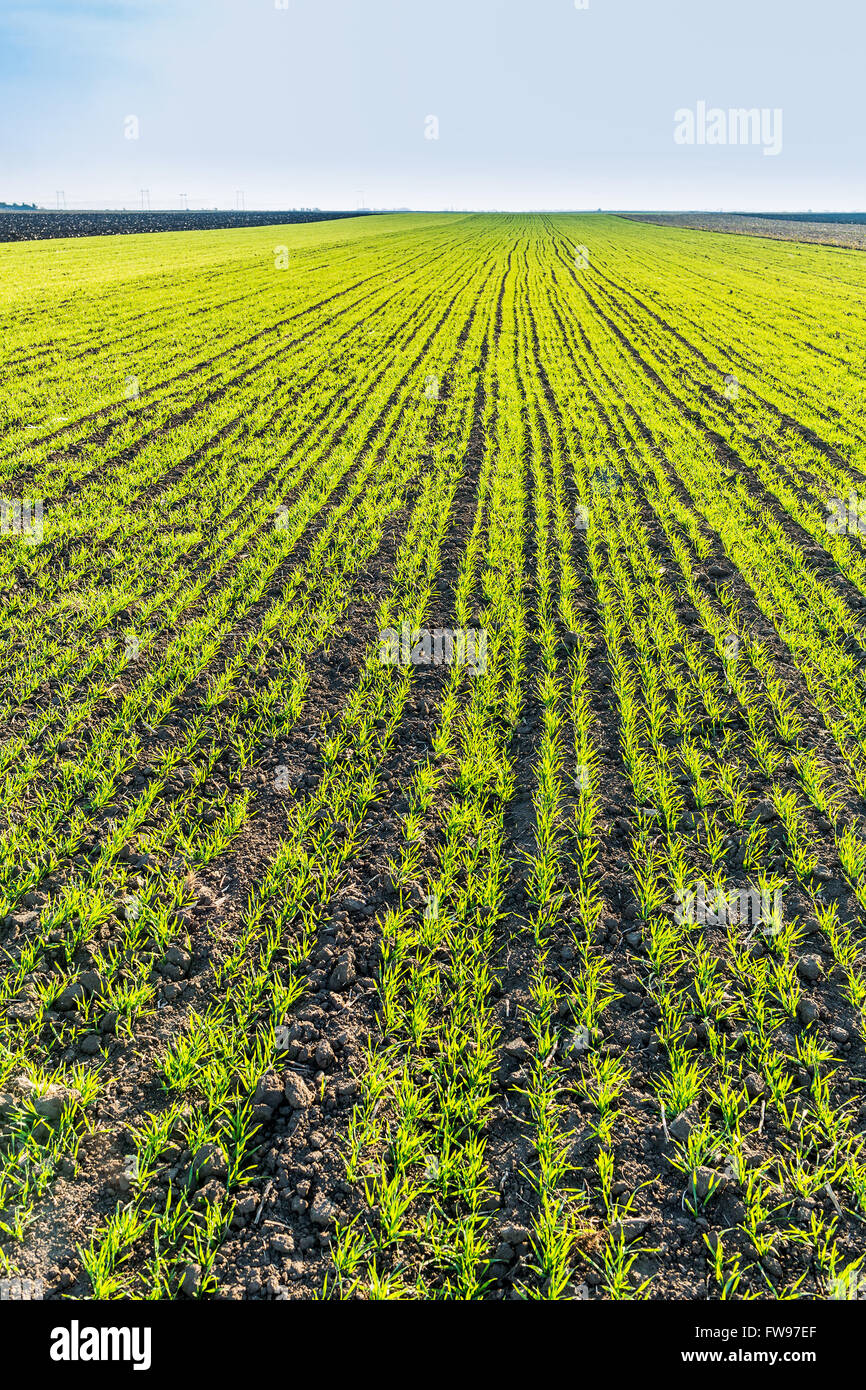Green field of sprouting wheat Stock Photo - Alamy