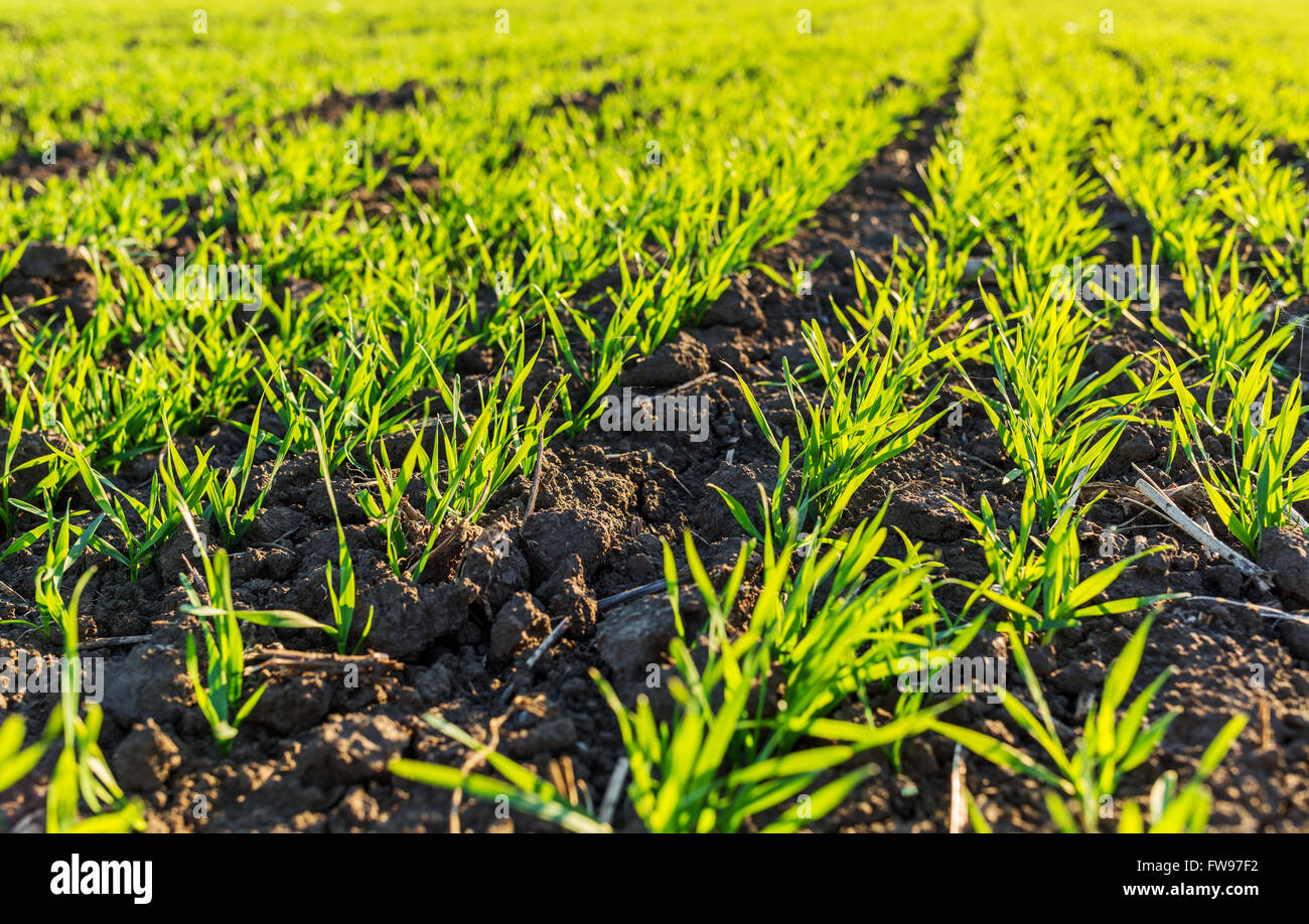 Green field of sprouting wheat Stock Photo - Alamy