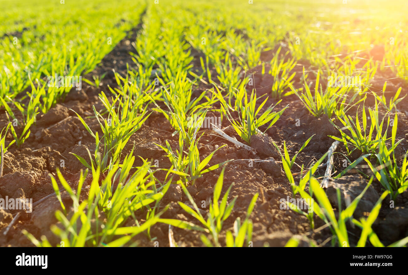 Green field of sprouting wheat Stock Photo - Alamy