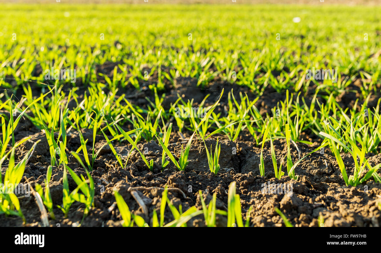 Green field of sprouting wheat Stock Photo - Alamy