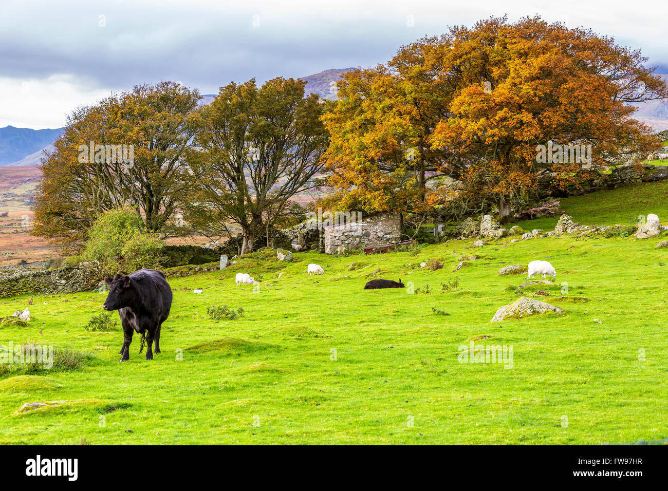 Llanbedr hi-res stock photography and images - Alamy