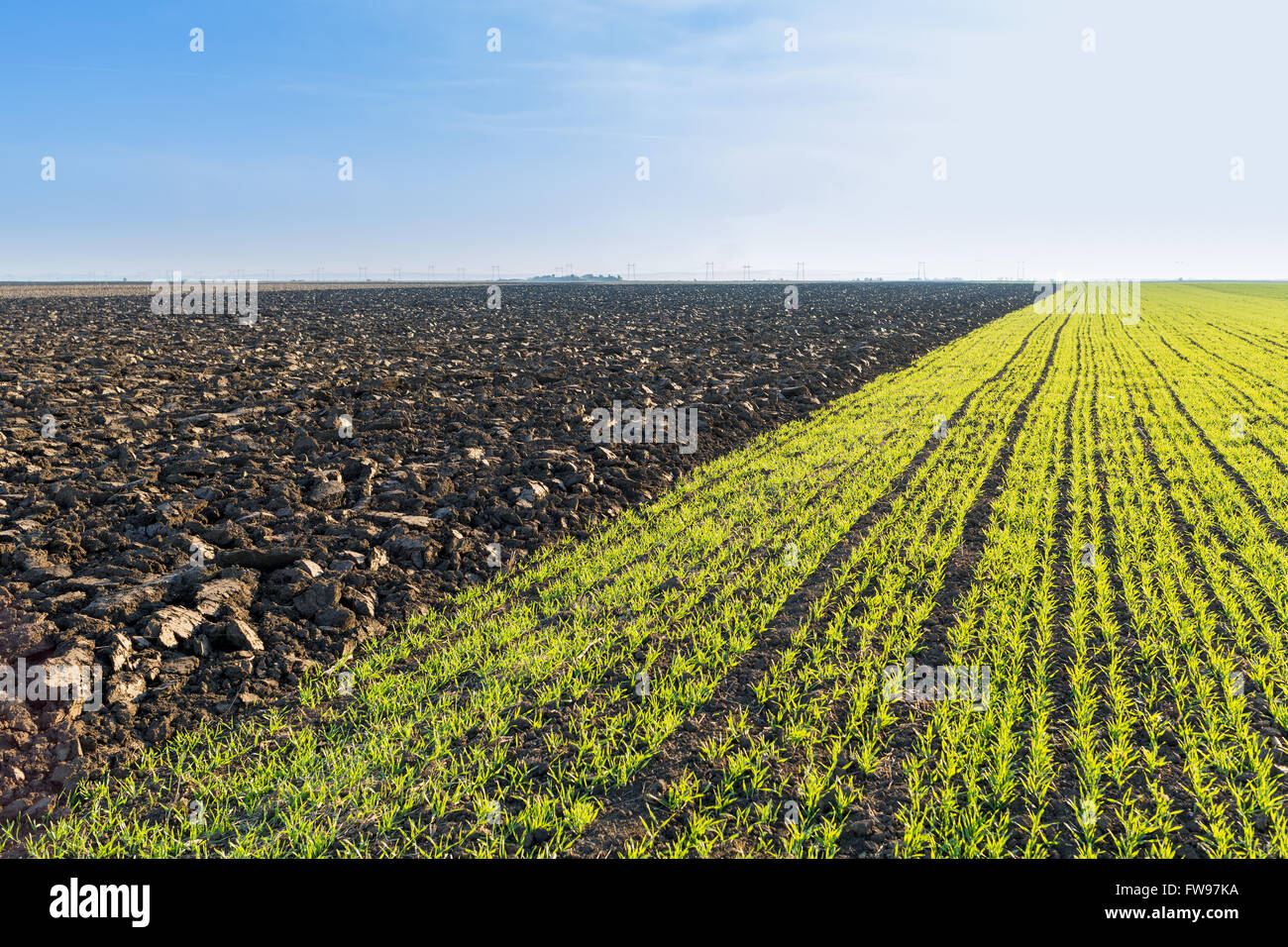 Green field of sprouting wheat Stock Photo - Alamy