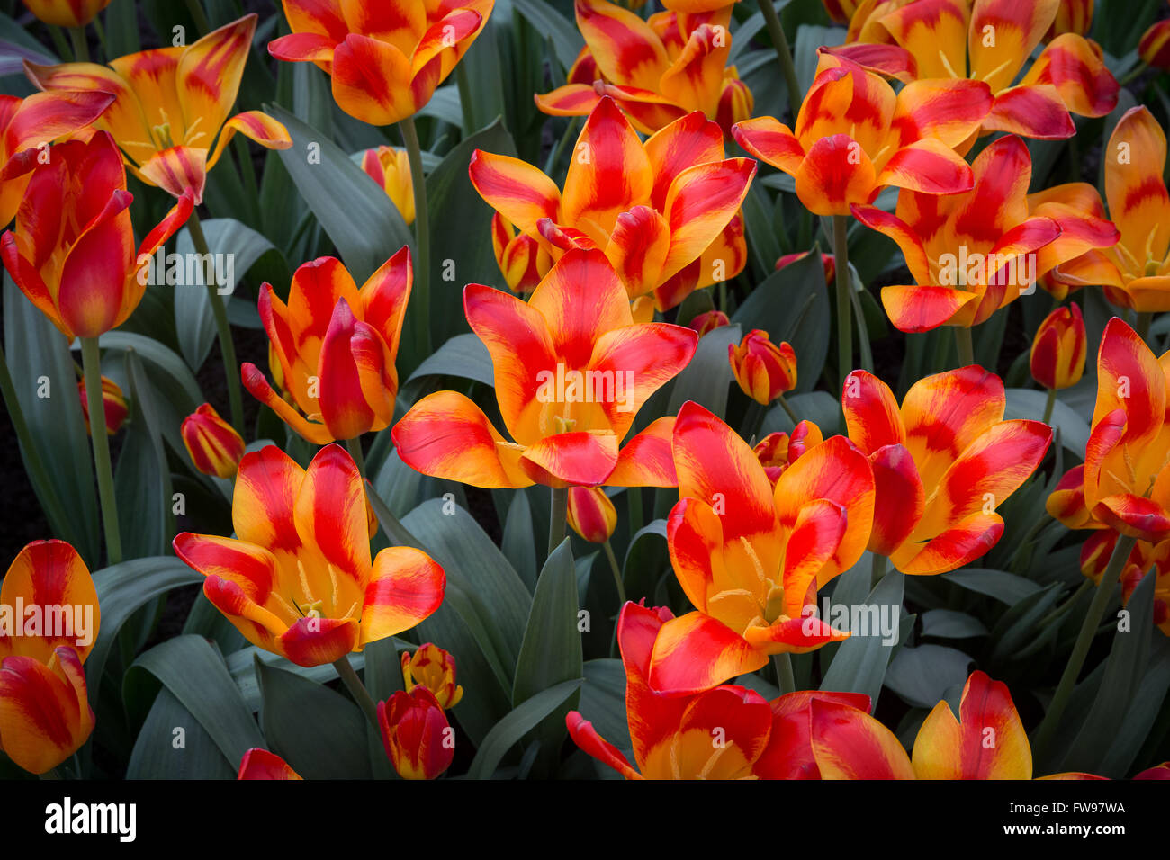 tulips and color Stock Photo - Alamy