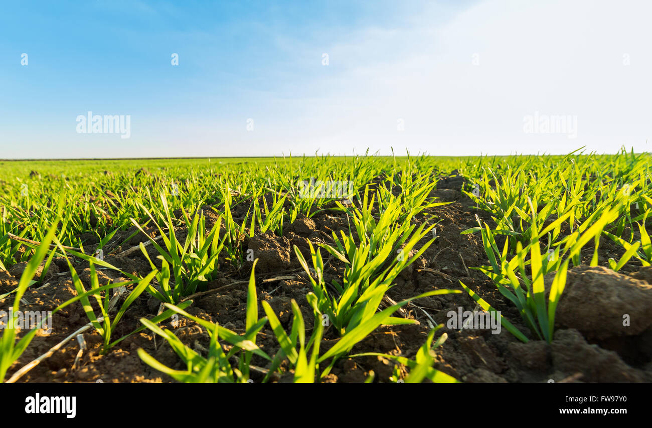 Green field of sprouting wheat Stock Photo - Alamy