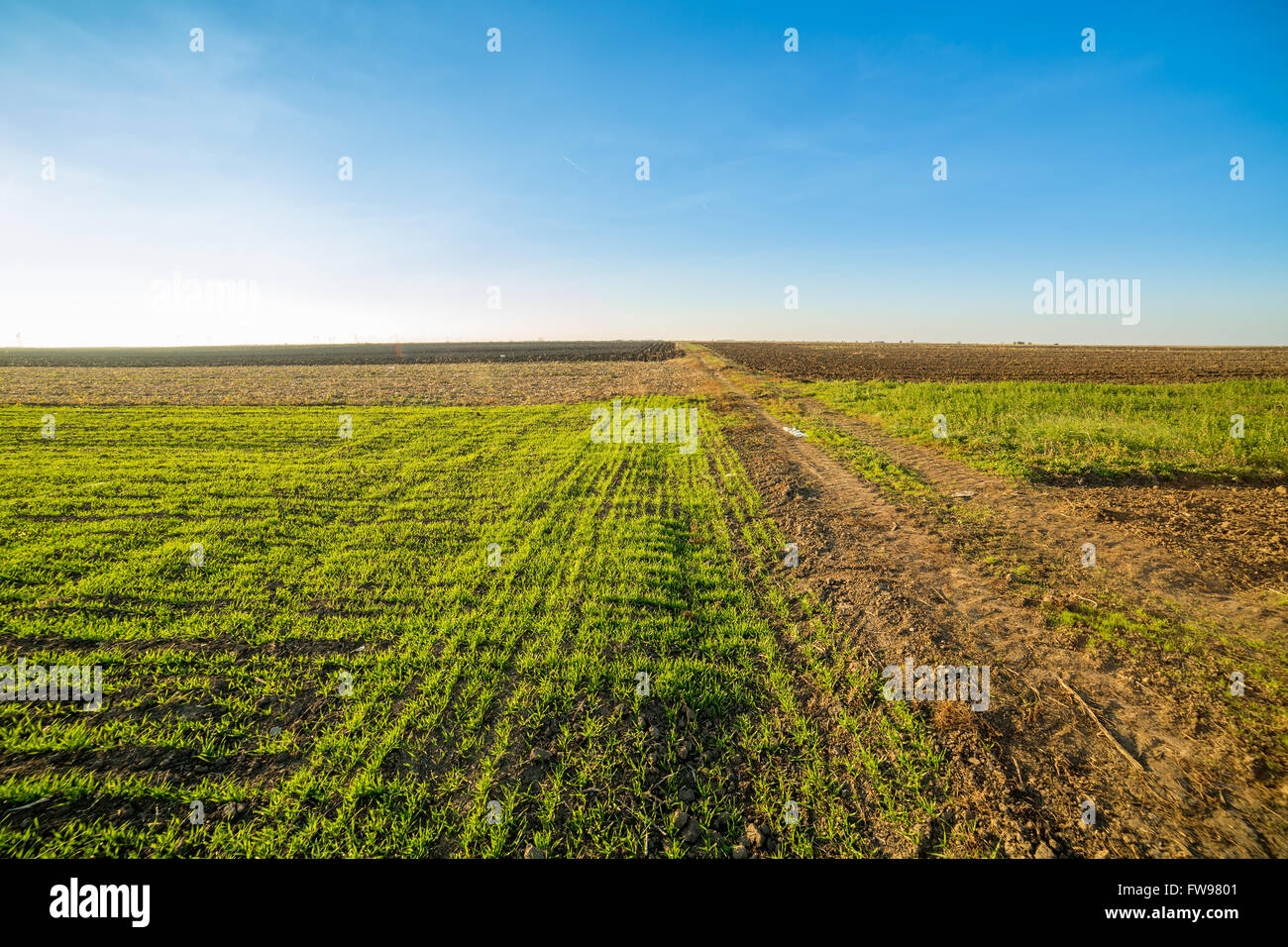 Green field of sprouting wheat Stock Photo - Alamy