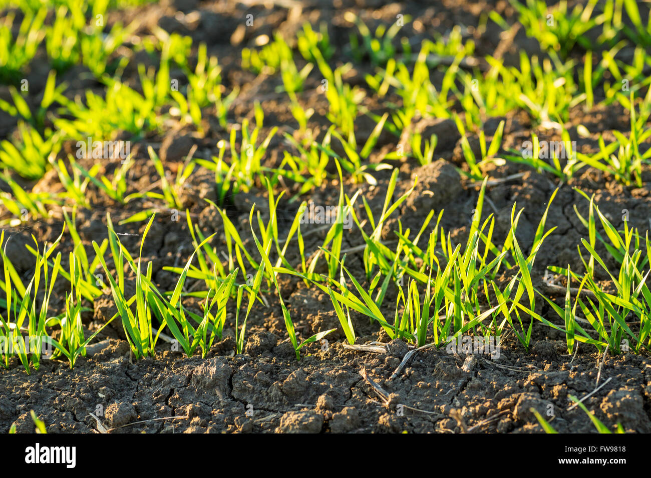 Green field of sprouting wheat Stock Photo - Alamy