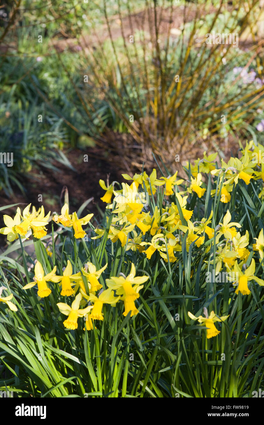 Daffodil in a meadow of wildflowers Narcissus Stock Photo - Alamy