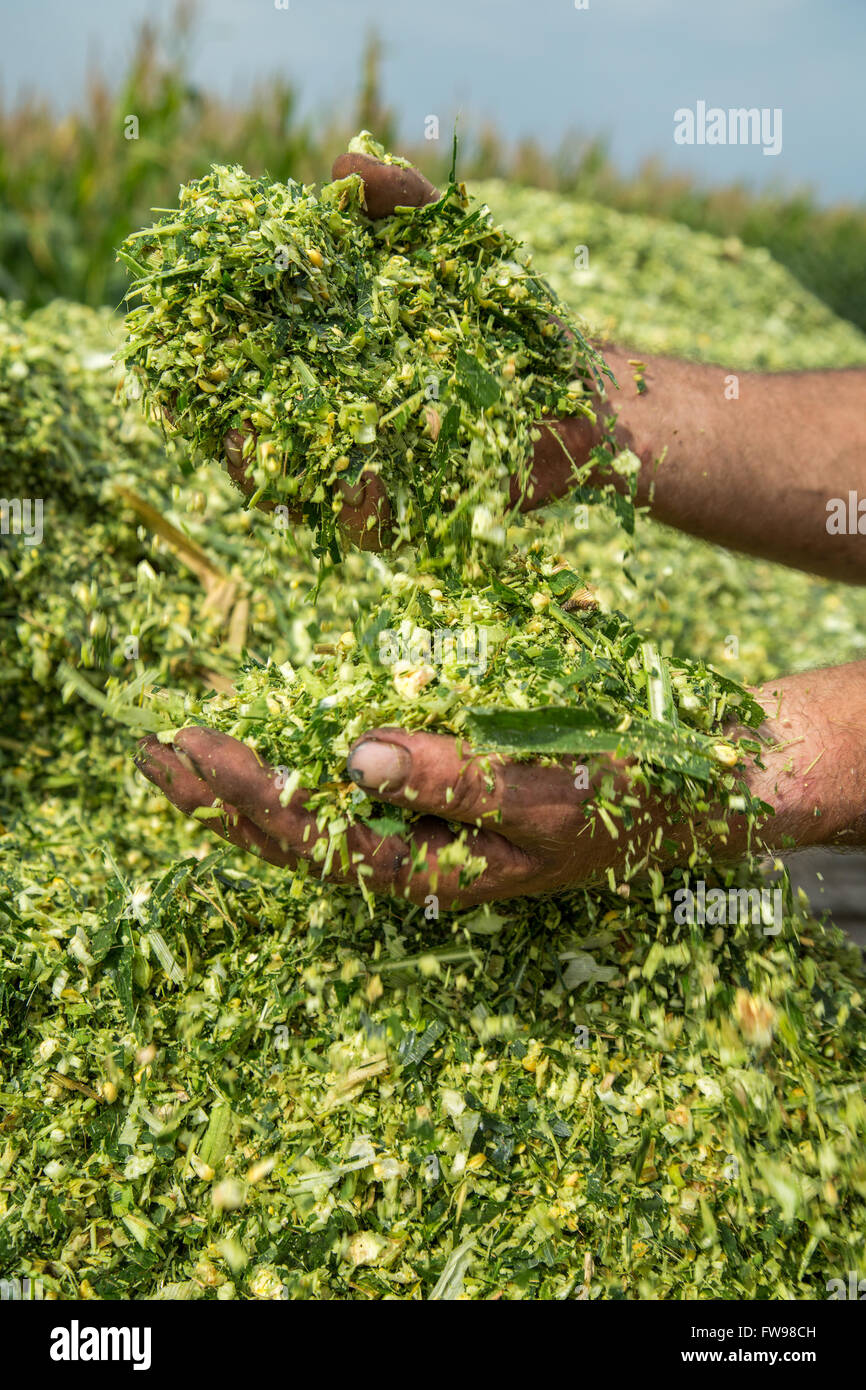 Farmer's hands holding freshly harvested silage corn maize Stock Photo ...