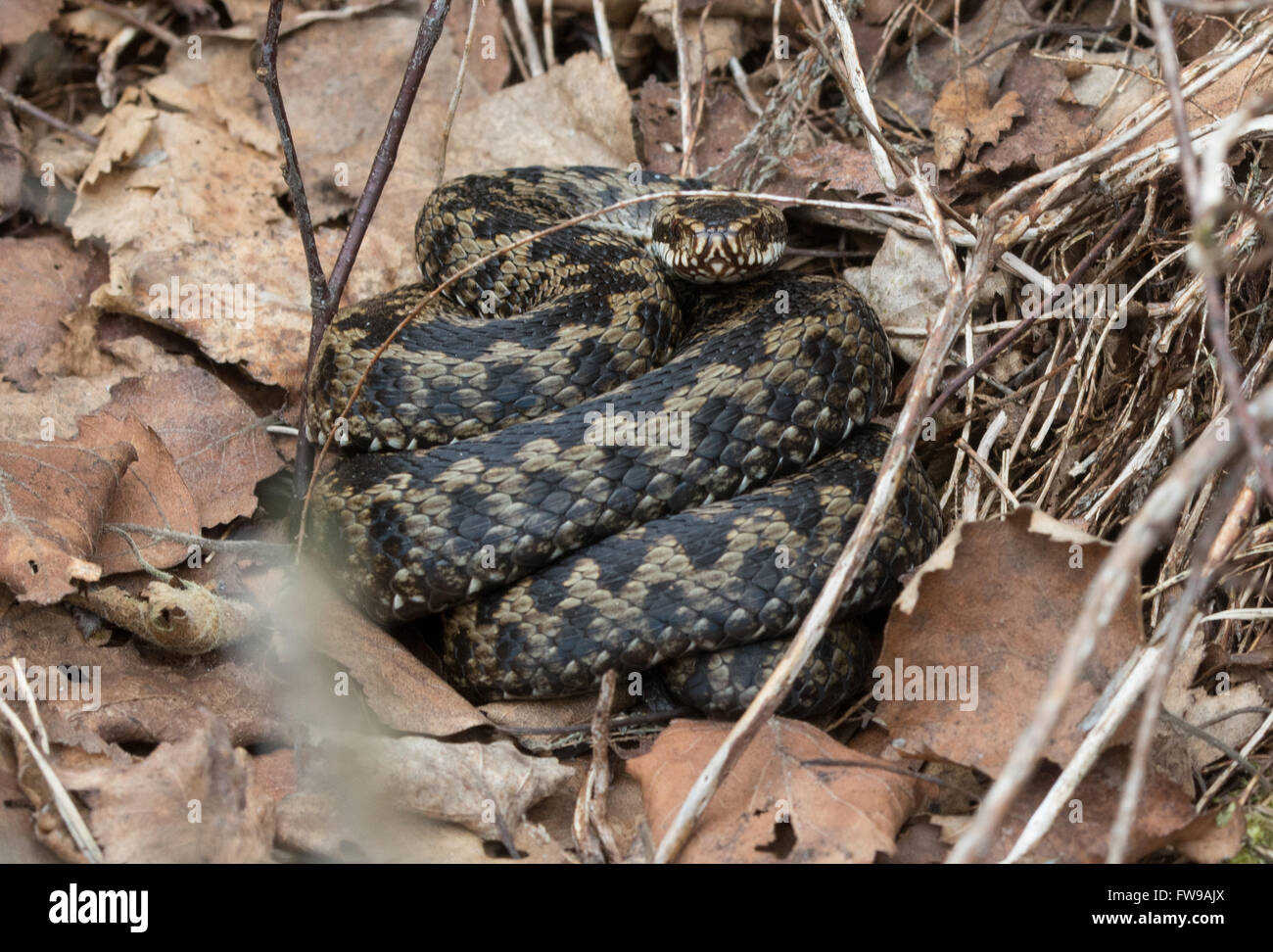 Coiled adder (Vipera berus) in Berkshire, England Stock Photo - Alamy
