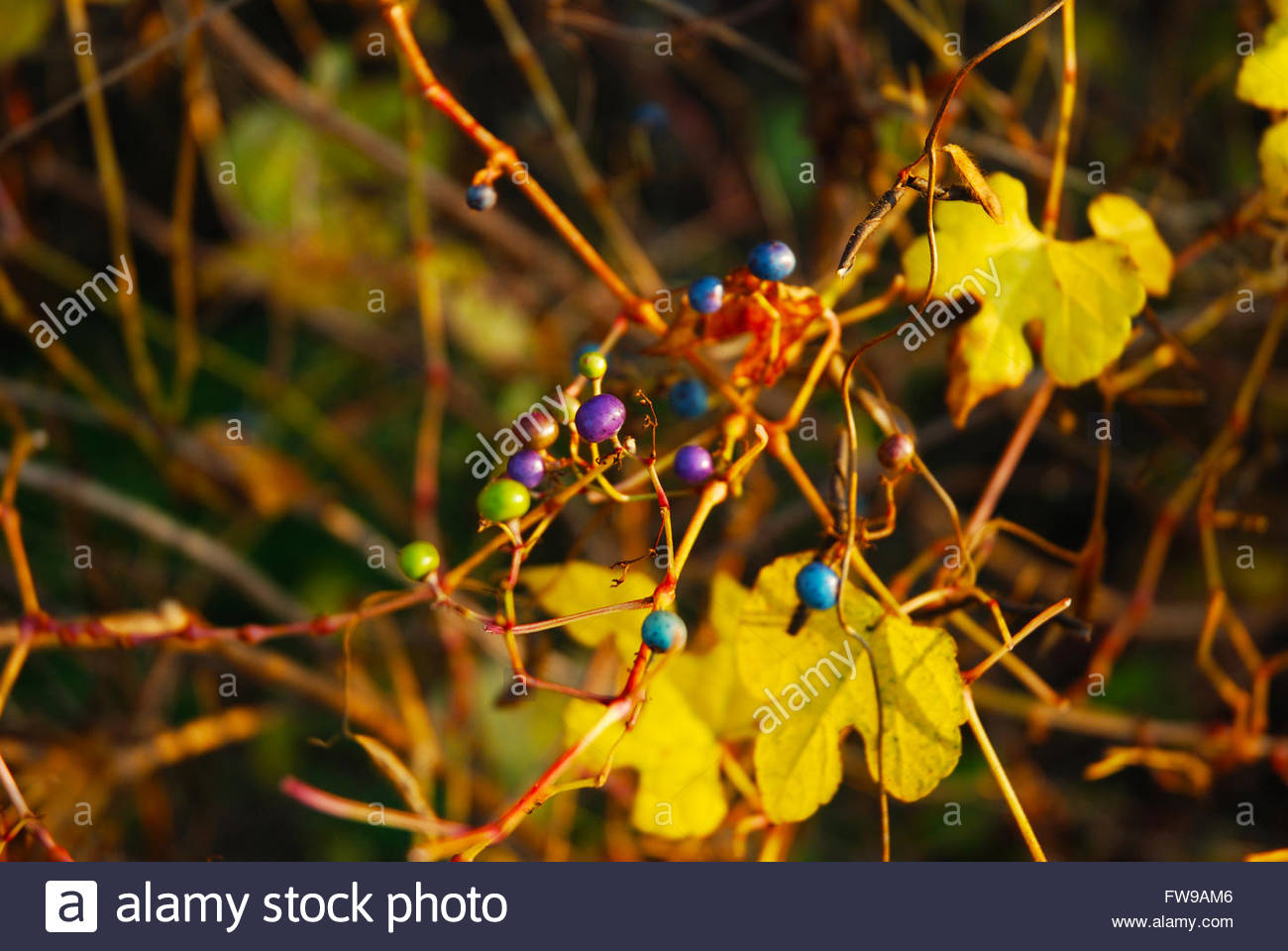 Fruit Of Maple Tree Stock Photos & Fruit Of Maple Tree Stock Images - Alamy