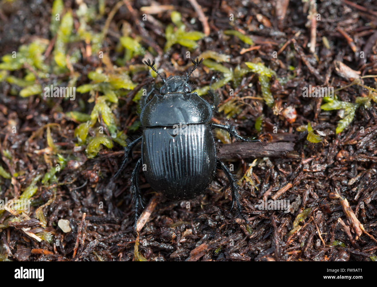 Minotaur beetle (Typhaeus typhoeus) at Hankley Common in Surrey ...